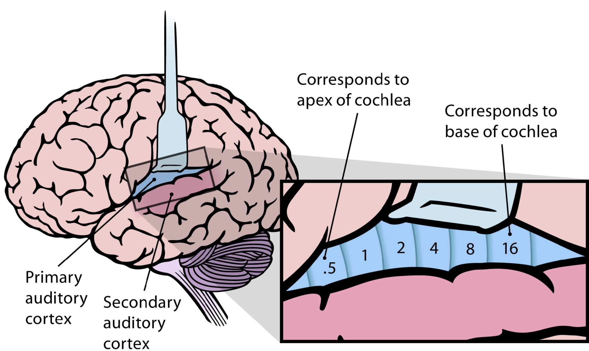 Lenire: una nuova terapia per chi soffre di acufene | CUENEWS