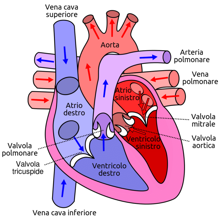 Il ciclo cardiaco cosa racchiude? Un singolo battito in slow-motion ...