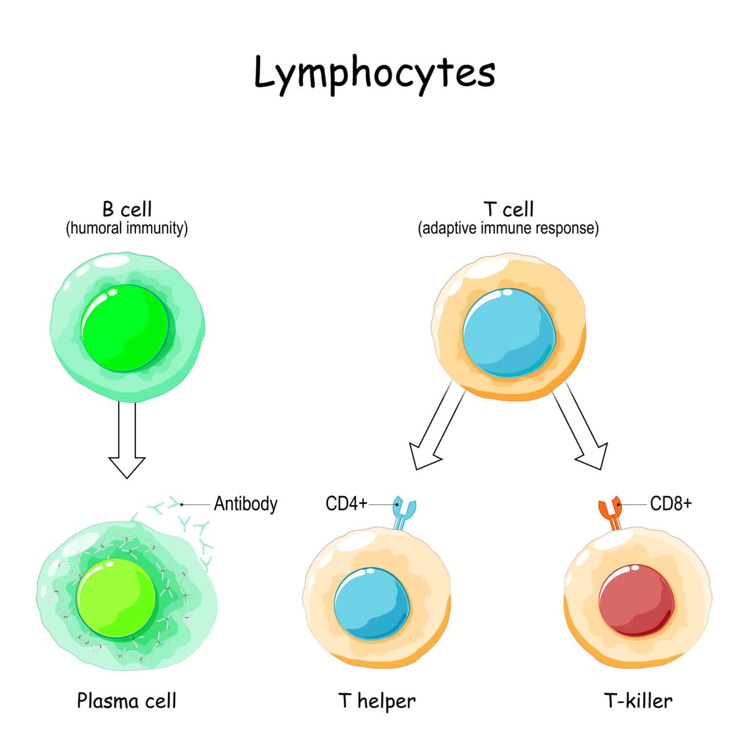 Risposta immunitaria: differenza tra immunità innata e acquisita