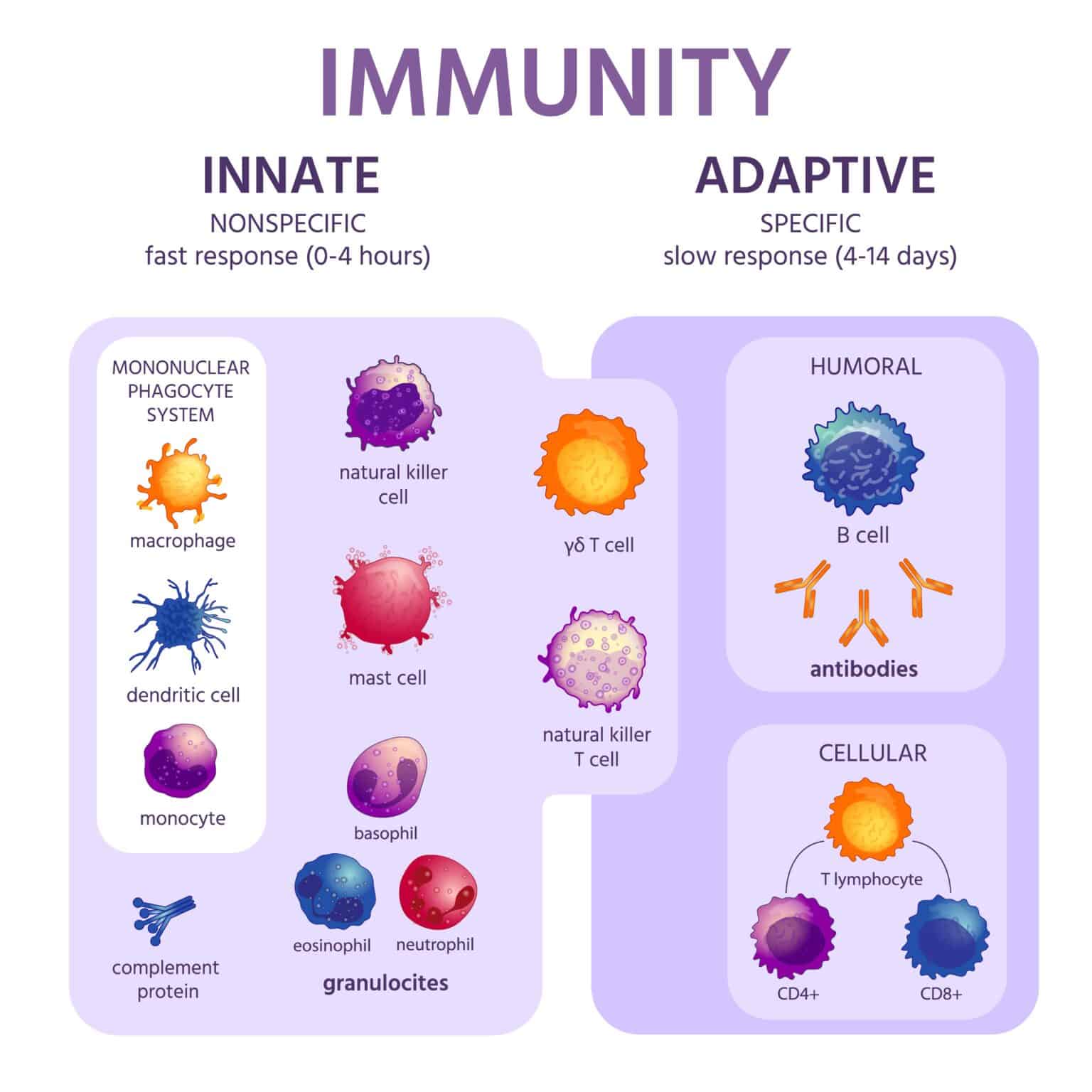 Risposta immunitaria: differenza tra immunità innata e acquisita